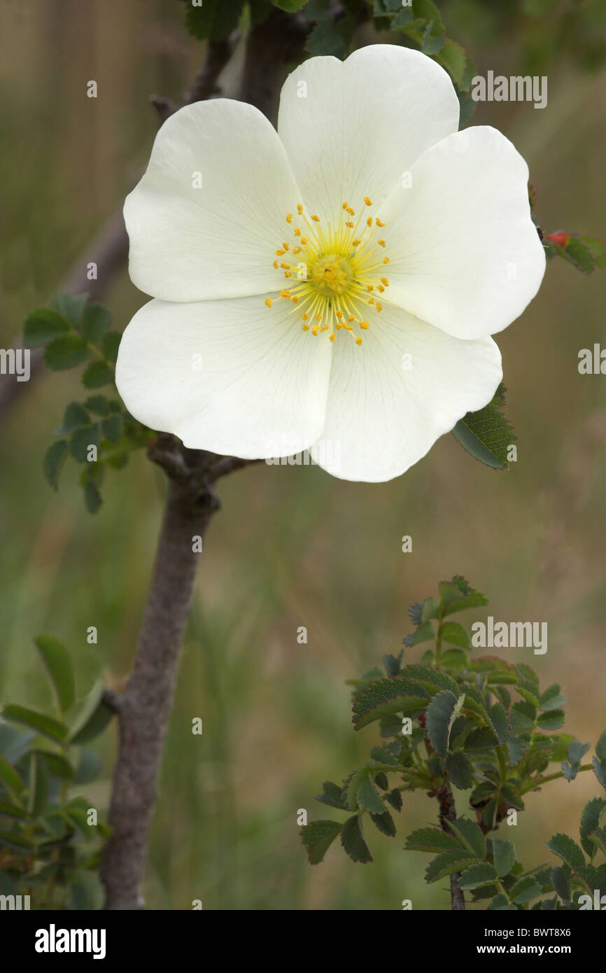 Burnet Rose Rosa pimpinellifolia close-up flower Stock Photo - Alamy