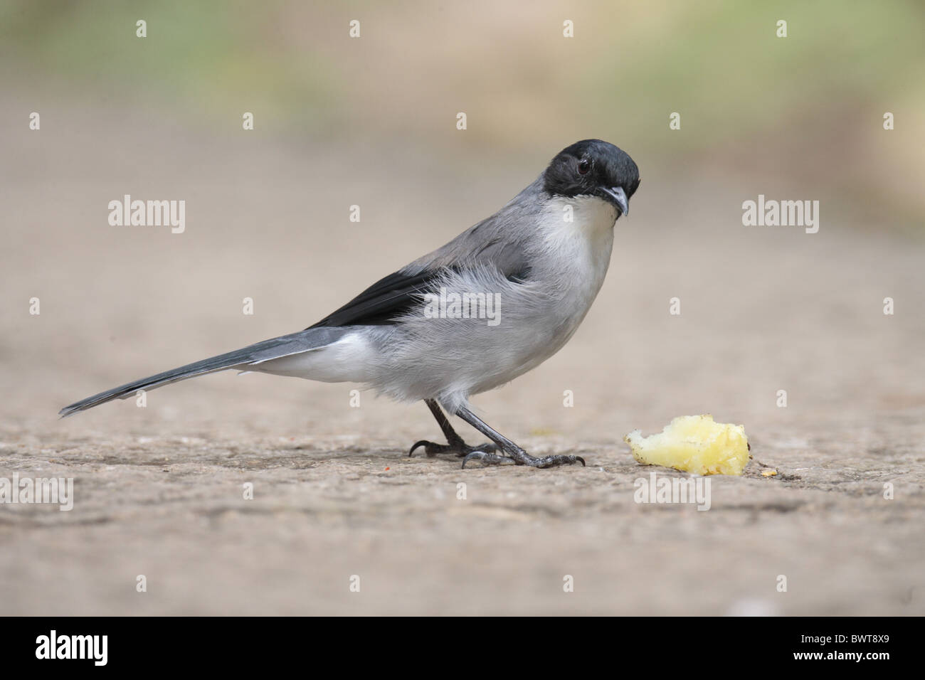 Black-headed Sibia (Heterophasia melanoleuca) adult, feeding on scraps ...