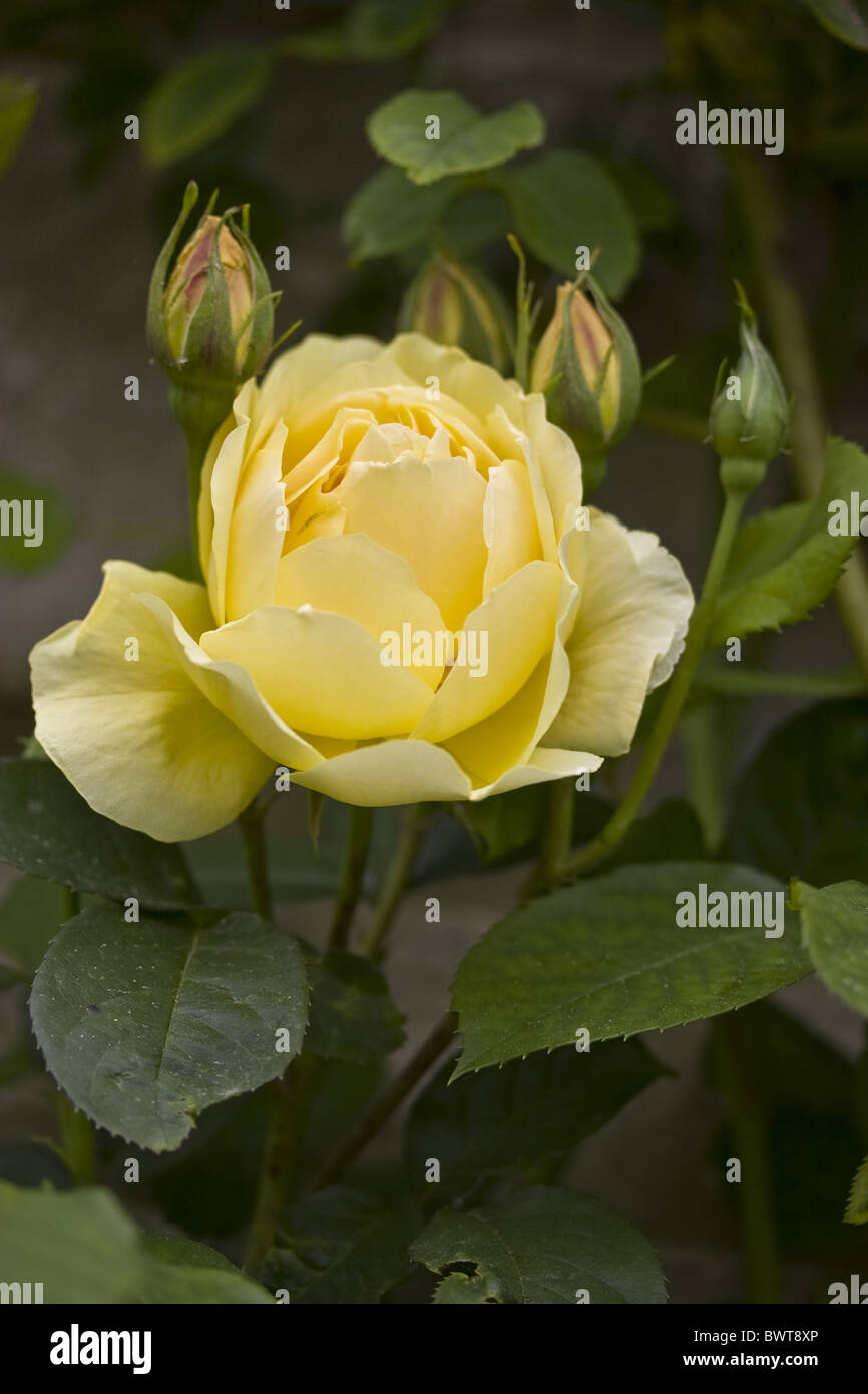 Climber Rose Roses Rosaceae Yellow Double Opening Plant Plants Flower ...