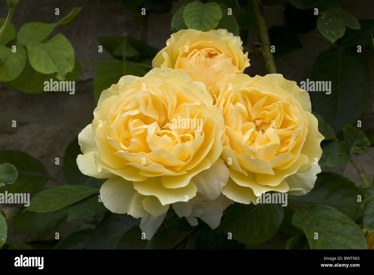 Stuart rose hi-res stock photography and images - Alamy