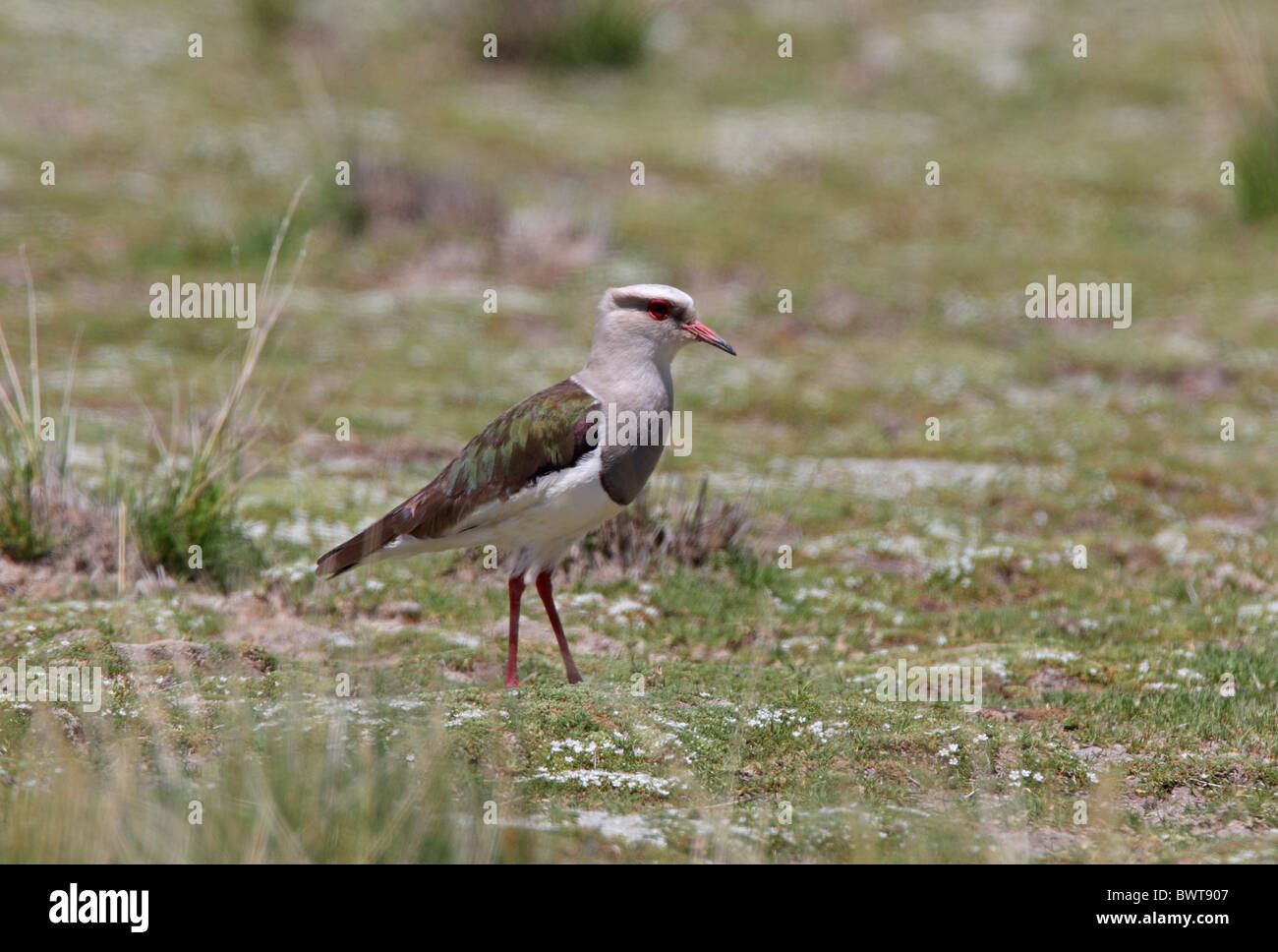 Vanellus resplendens hi-res stock photography and images - Alamy