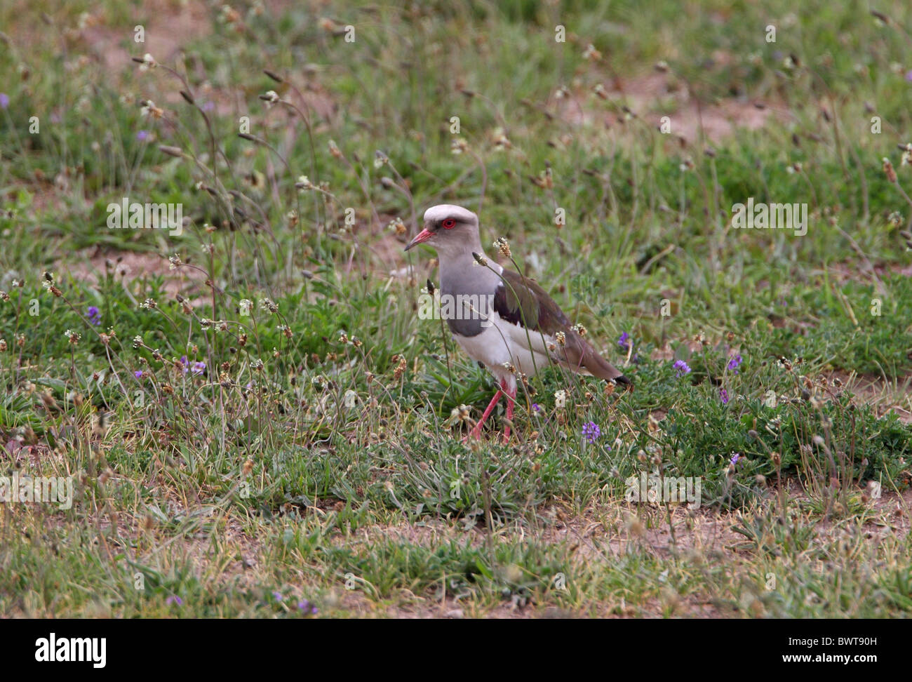Andean Lapwing Vanellus resplendens adult Stock Photo - Alamy