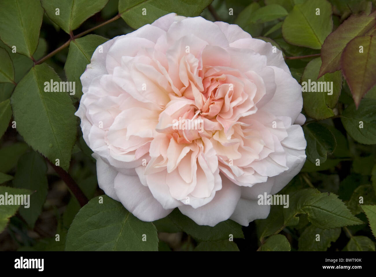 Double bloom rose hi-res stock photography and images - Alamy