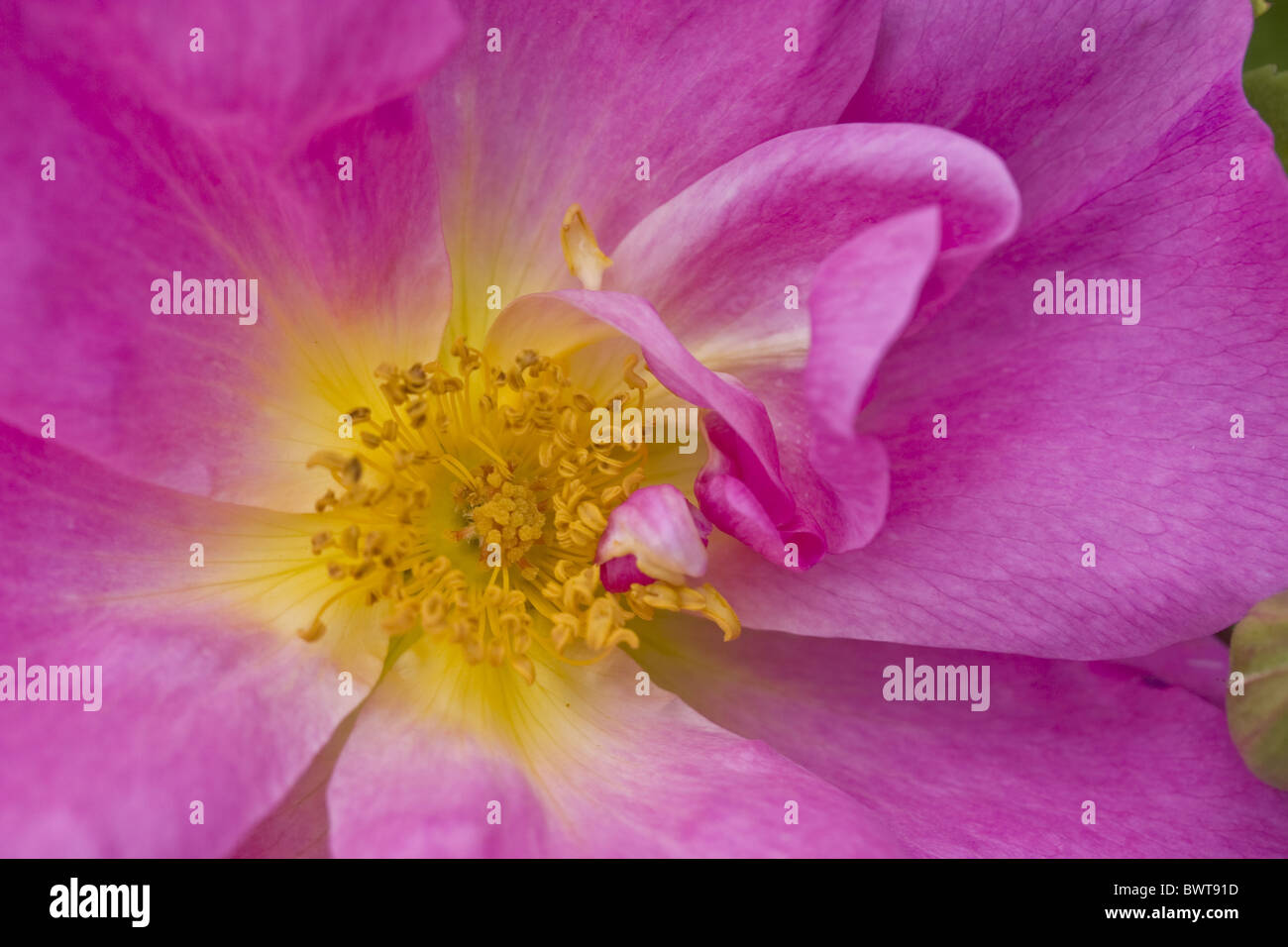 Rose Roses Rosaceae Pink Single Petal Petals Flower Flowering Flowers ...