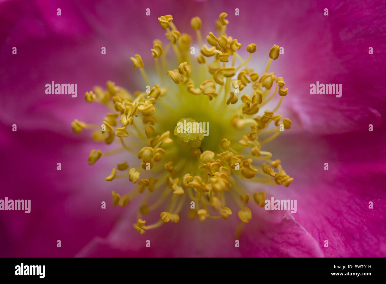 bloom blooms closeup close-up flower flowers stamen stamens petal ...