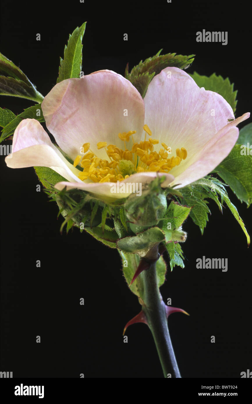 dog rose Rosa canina agg. natural wild wildlife environment ...
