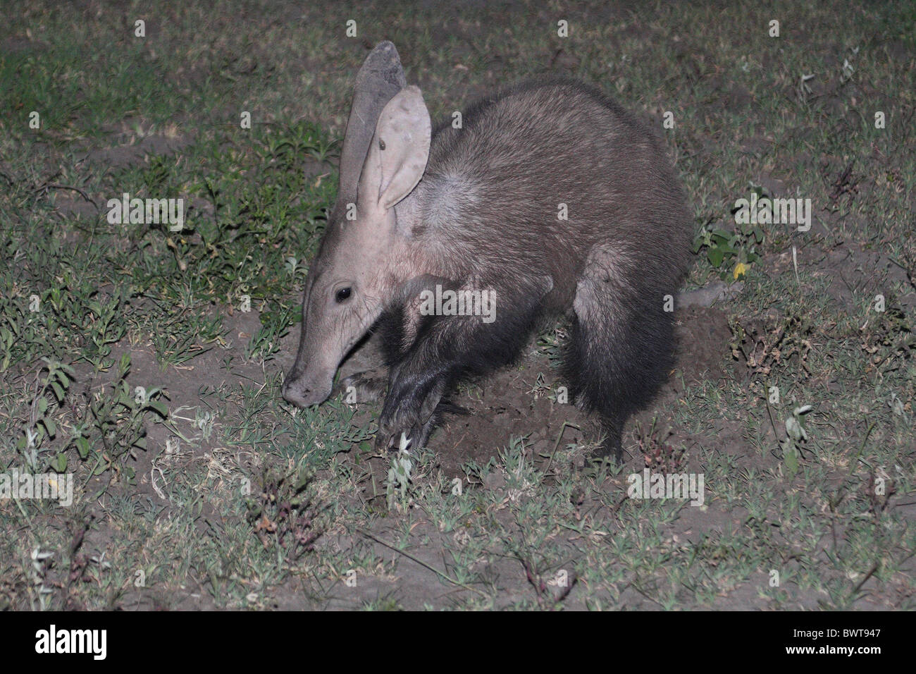 Antbear hi-res stock photography and images - Alamy