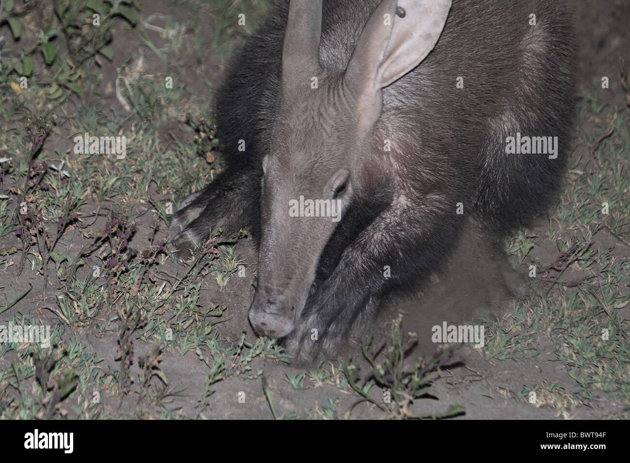 Antbear hi-res stock photography and images - Alamy
