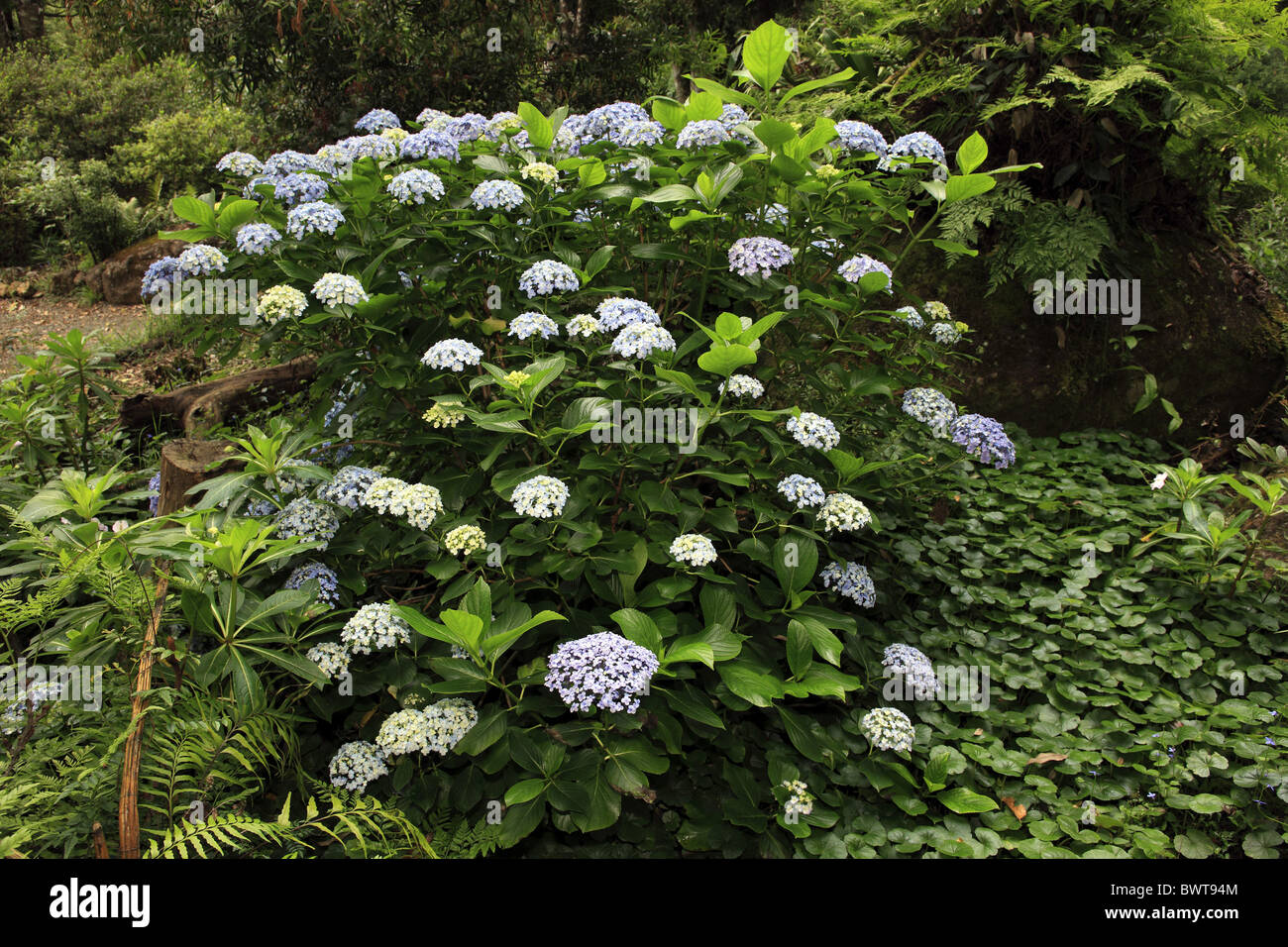 Big-leaf Hydrangea Hydrangea macrophylla Stock Photo - Alamy