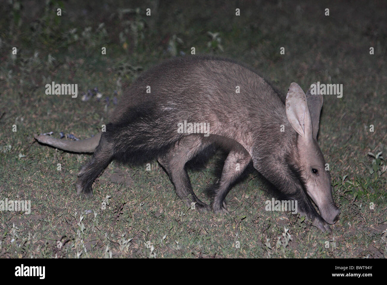 Antbear hi-res stock photography and images - Alamy