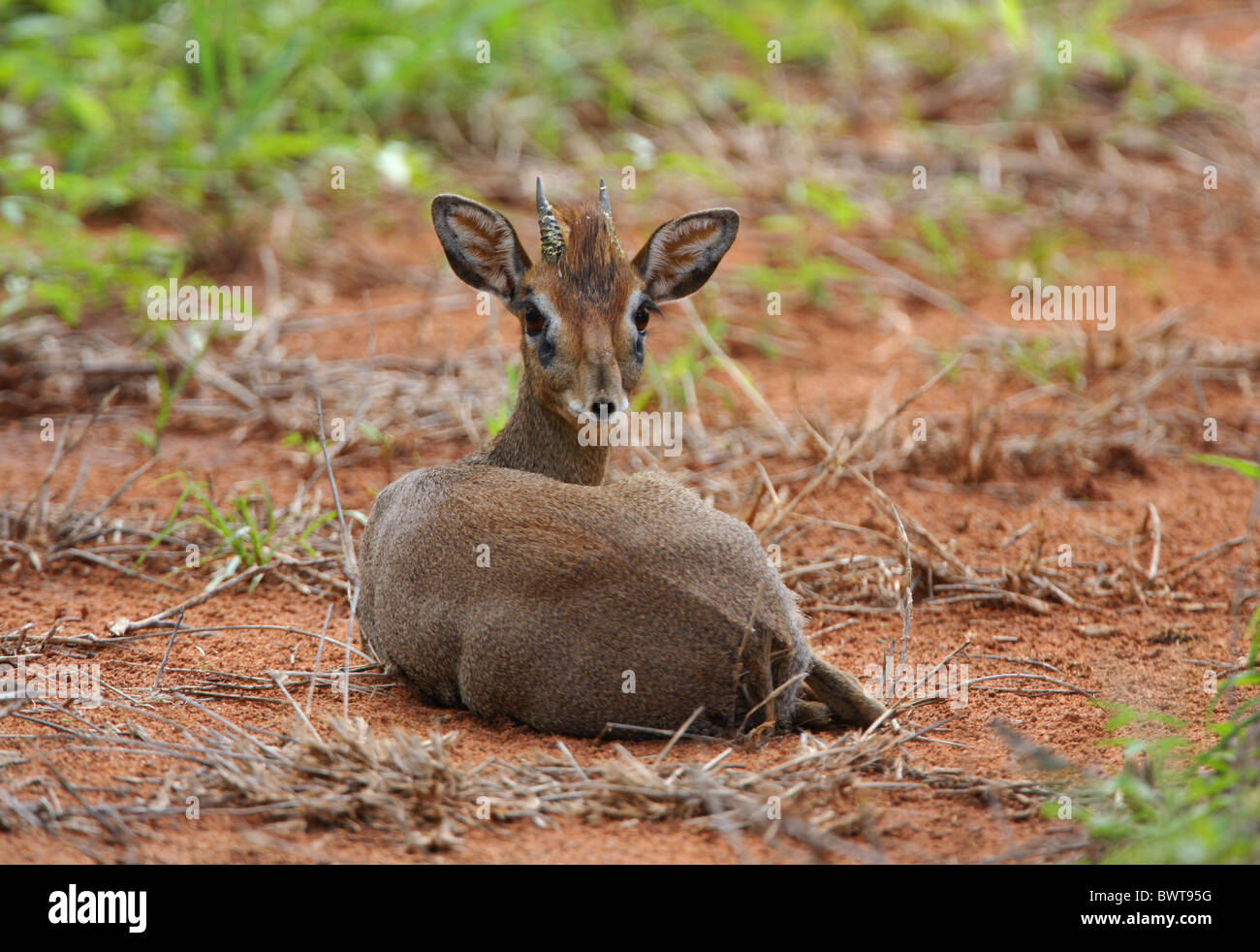 antelope antelopes dikdik dikdiks "dik dik" "dik diks" "dik-dik" "dik ...