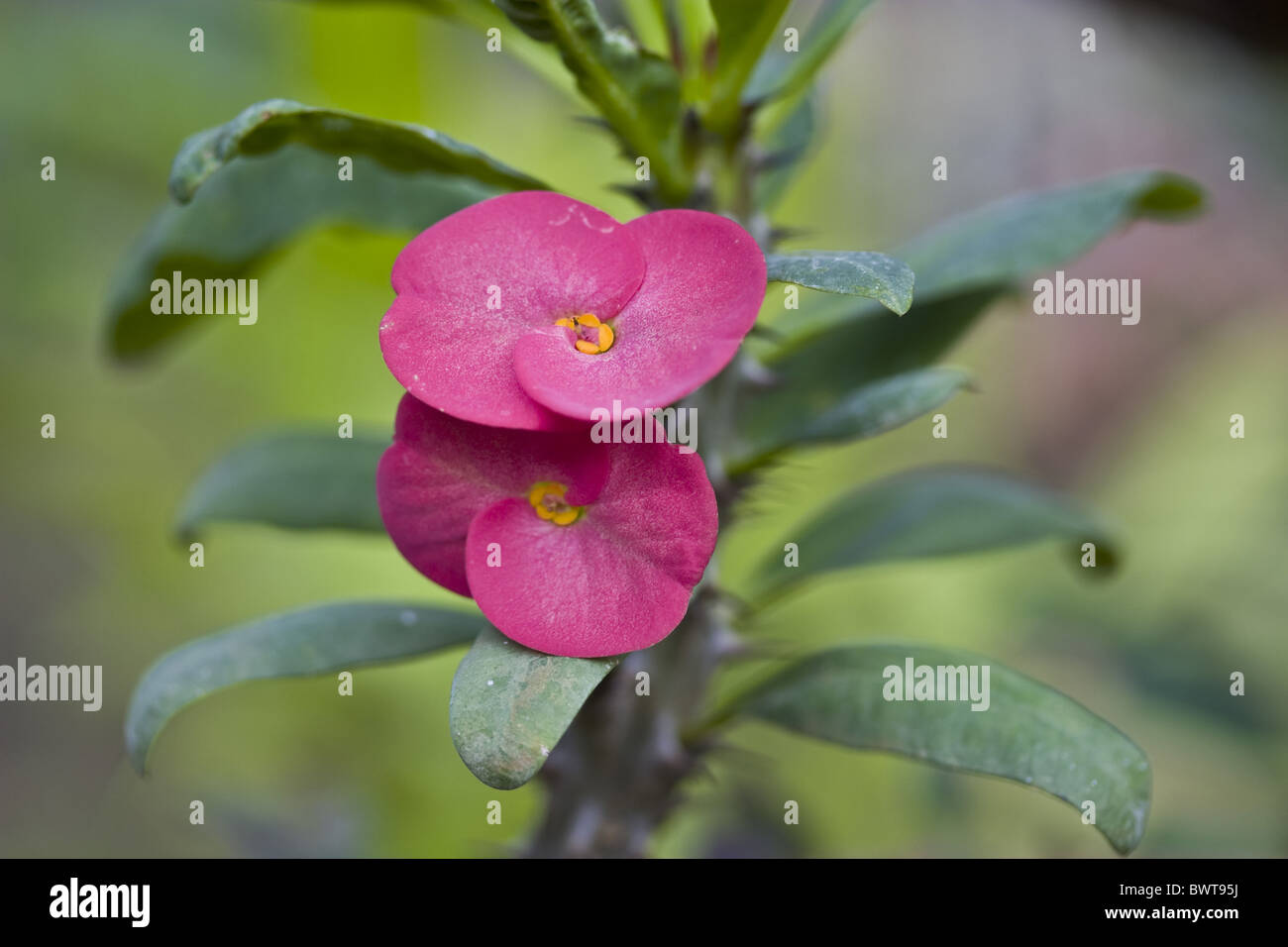 Crown of Thorns Christ Plant Euphorbiaceae Euphorbia milii Flower ...