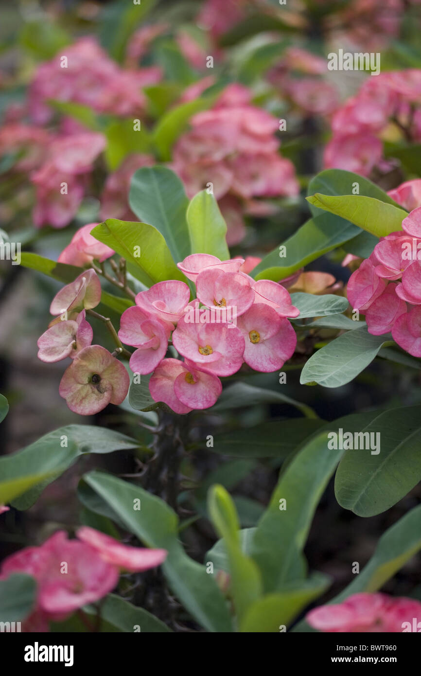 Bloom Blooms Crown of Thorns Christ Plant Cultivated Euphorbia ...