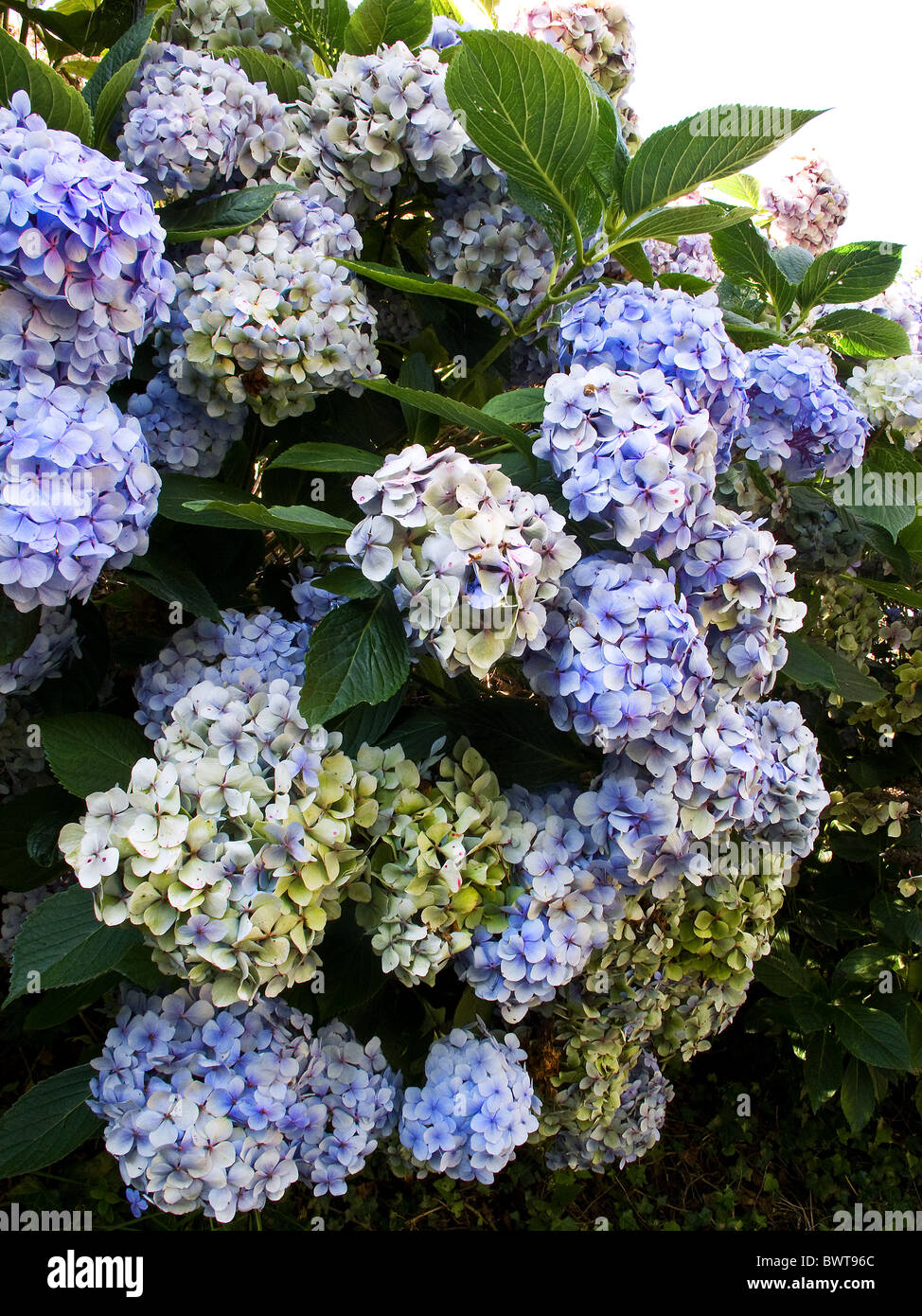 French hydrangea hydrangea macrophylla hi-res stock photography and ...