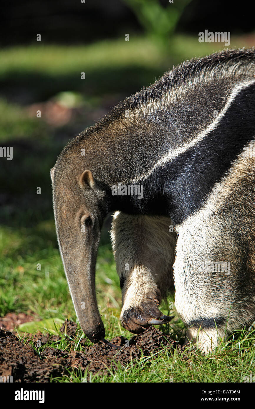 fressend - feeding Portrait giant anteater anteaters xenarthra ...