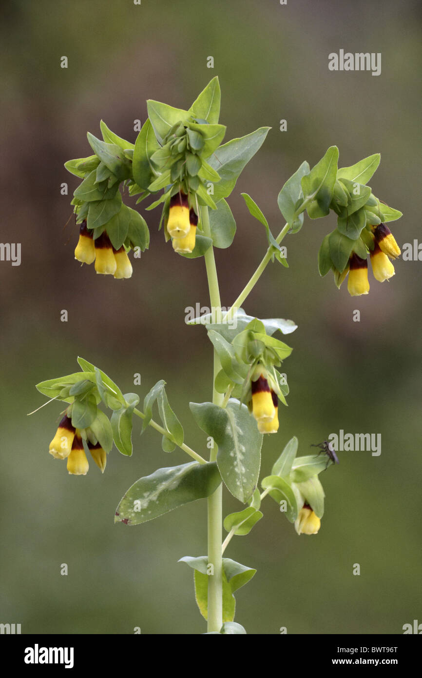 Honeywort (Cerinthe major) flowering, Italy Stock Photo - Alamy