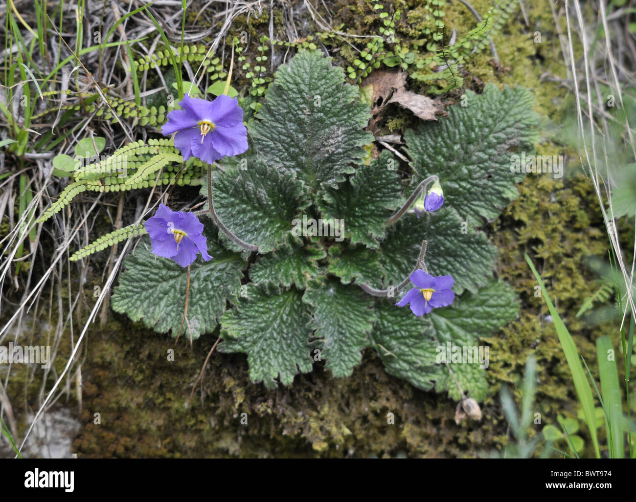 plant flower wild pyrenees spain plant plants flower flowers wildflower ...