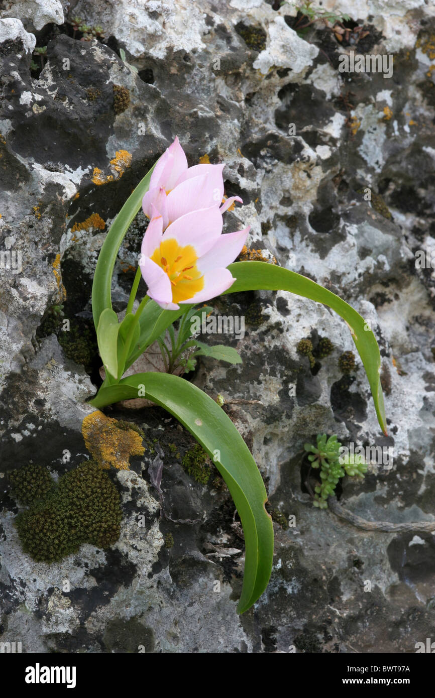 Rock Tulip Tulipa saxatilis flowering growing Stock Photo - Alamy