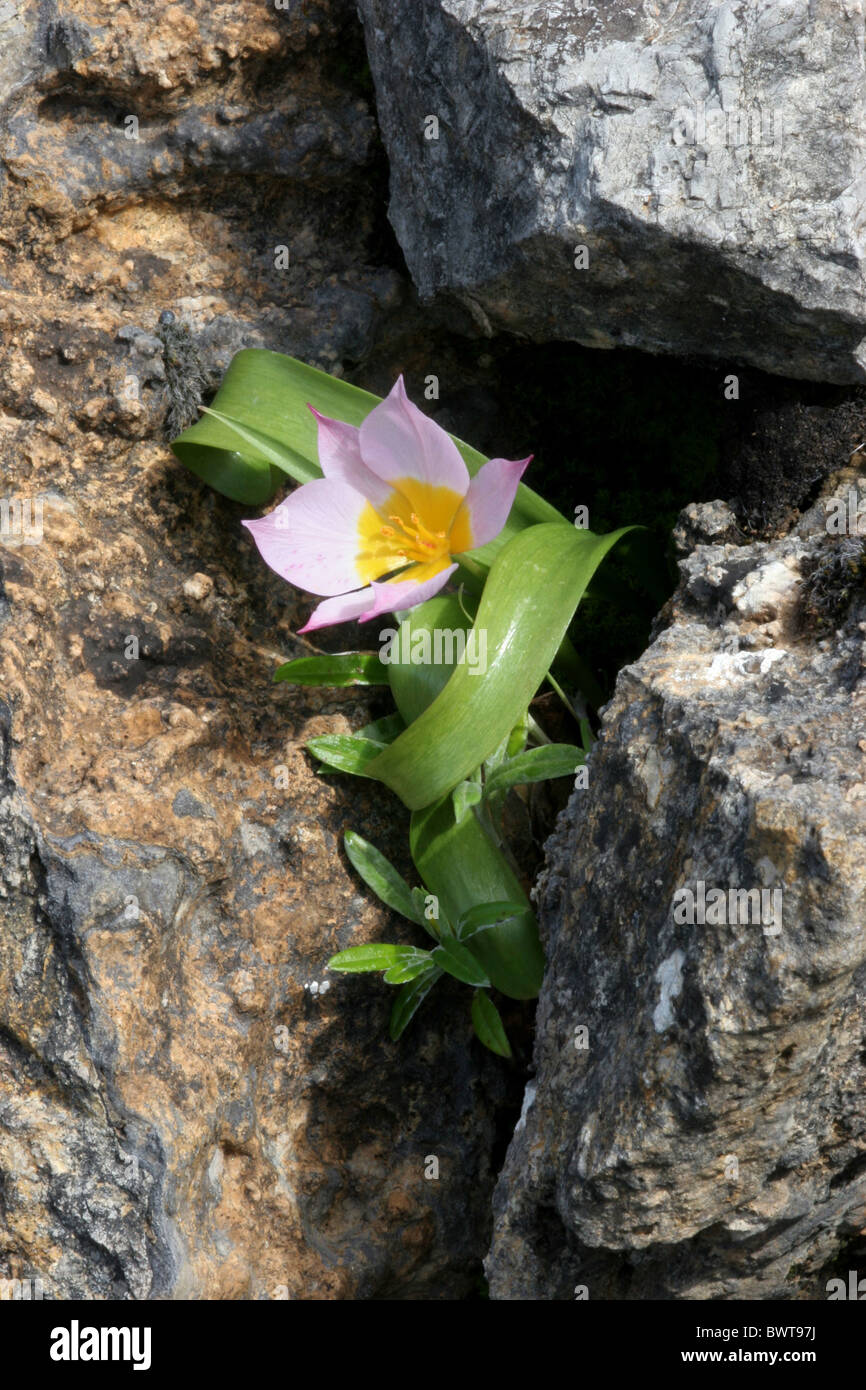 Rock Tulip Tulipa saxatilis flowering growing Stock Photo - Alamy