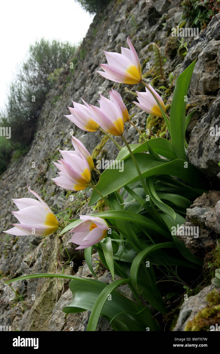 Rock Tulip Tulipa saxatilis flowering growing Stock Photo - Alamy