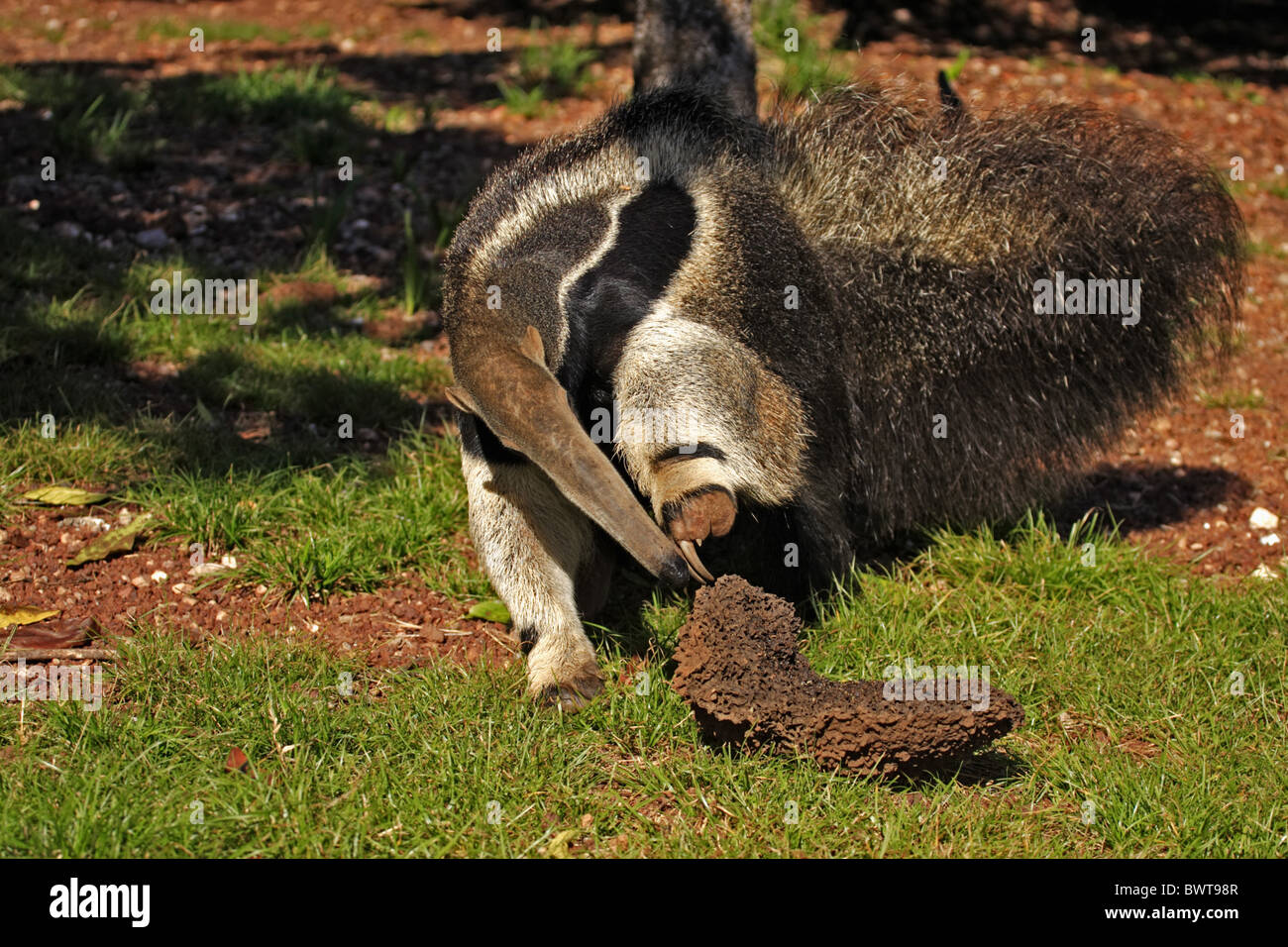 fressend - feeding giant anteater anteaters xenarthra insectivore ...