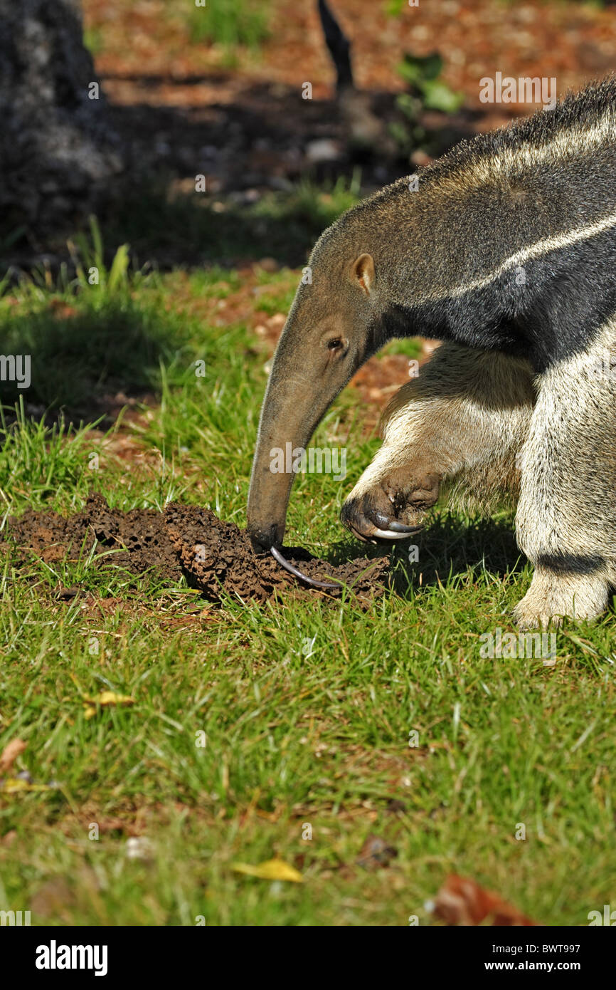 Giant anteater feeding hi-res stock photography and images - Alamy