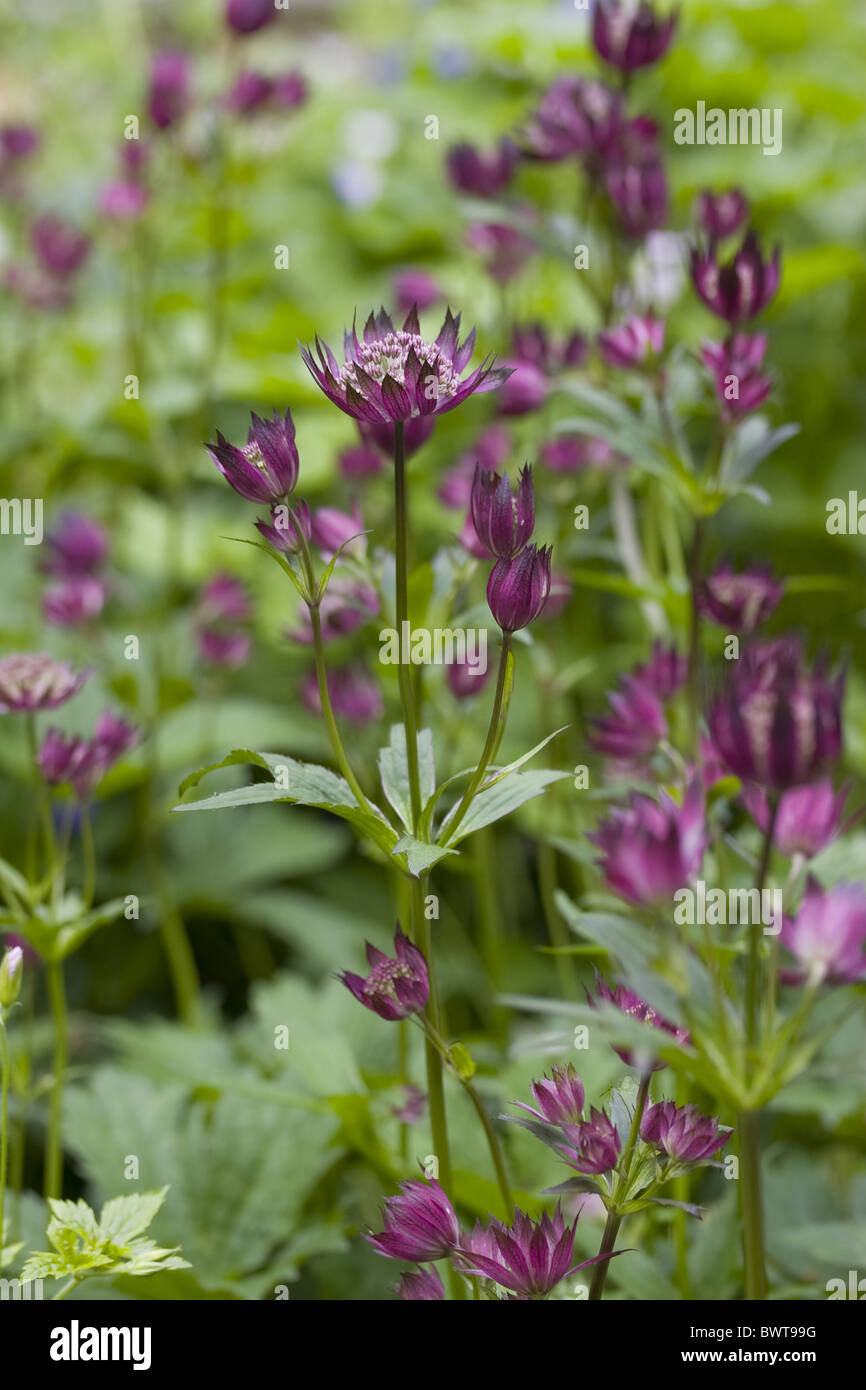 Apiaceae Masterwort Masterworts Astrantia Major Bloom Blooms Wildflower ...