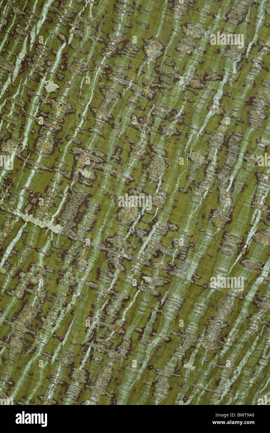 Acer pectinatum maple chinese bark trunk pattern patterned Glansevern ...