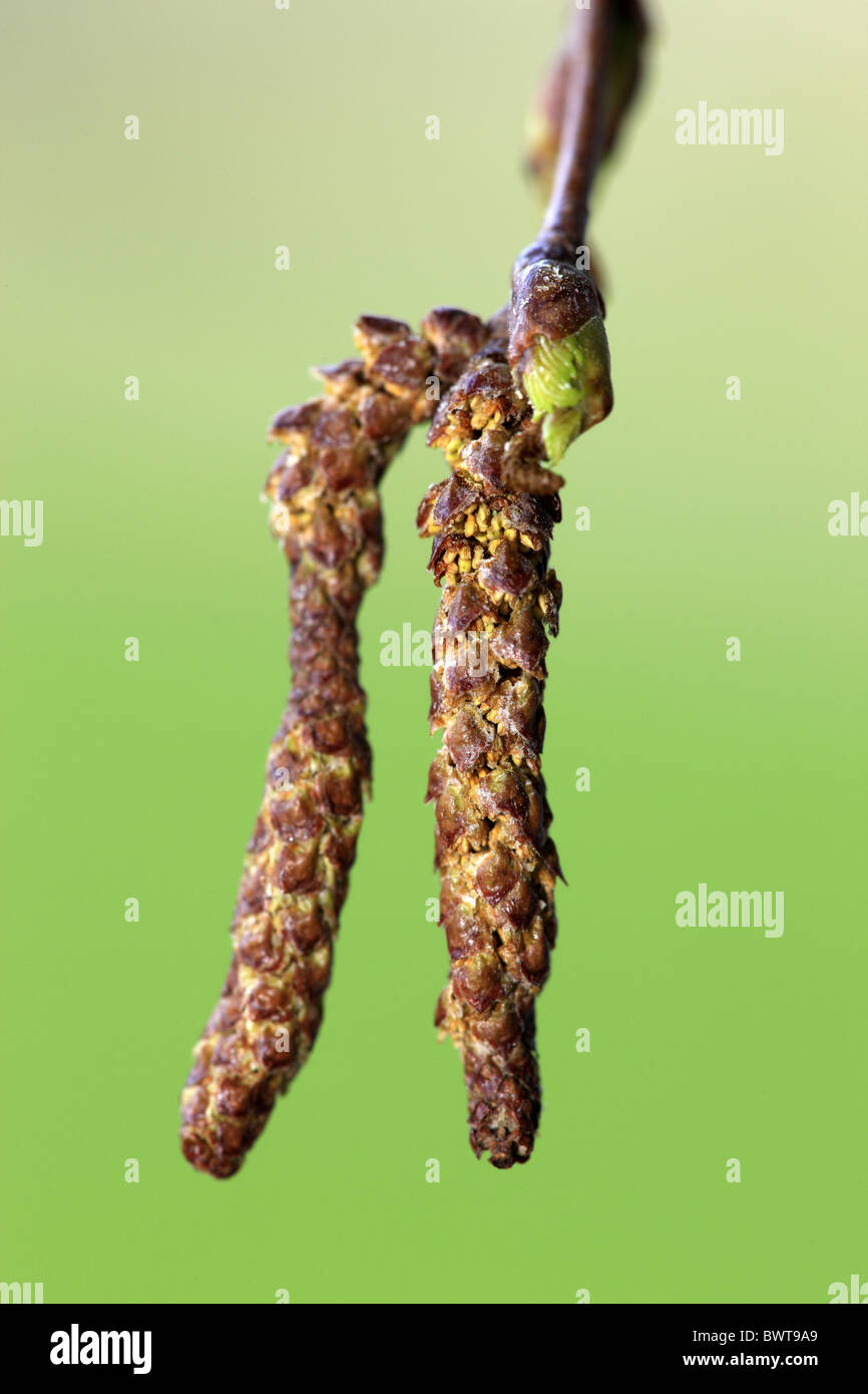 Common Alder Alnus glutinosa close-up catkins Stock Photo - Alamy