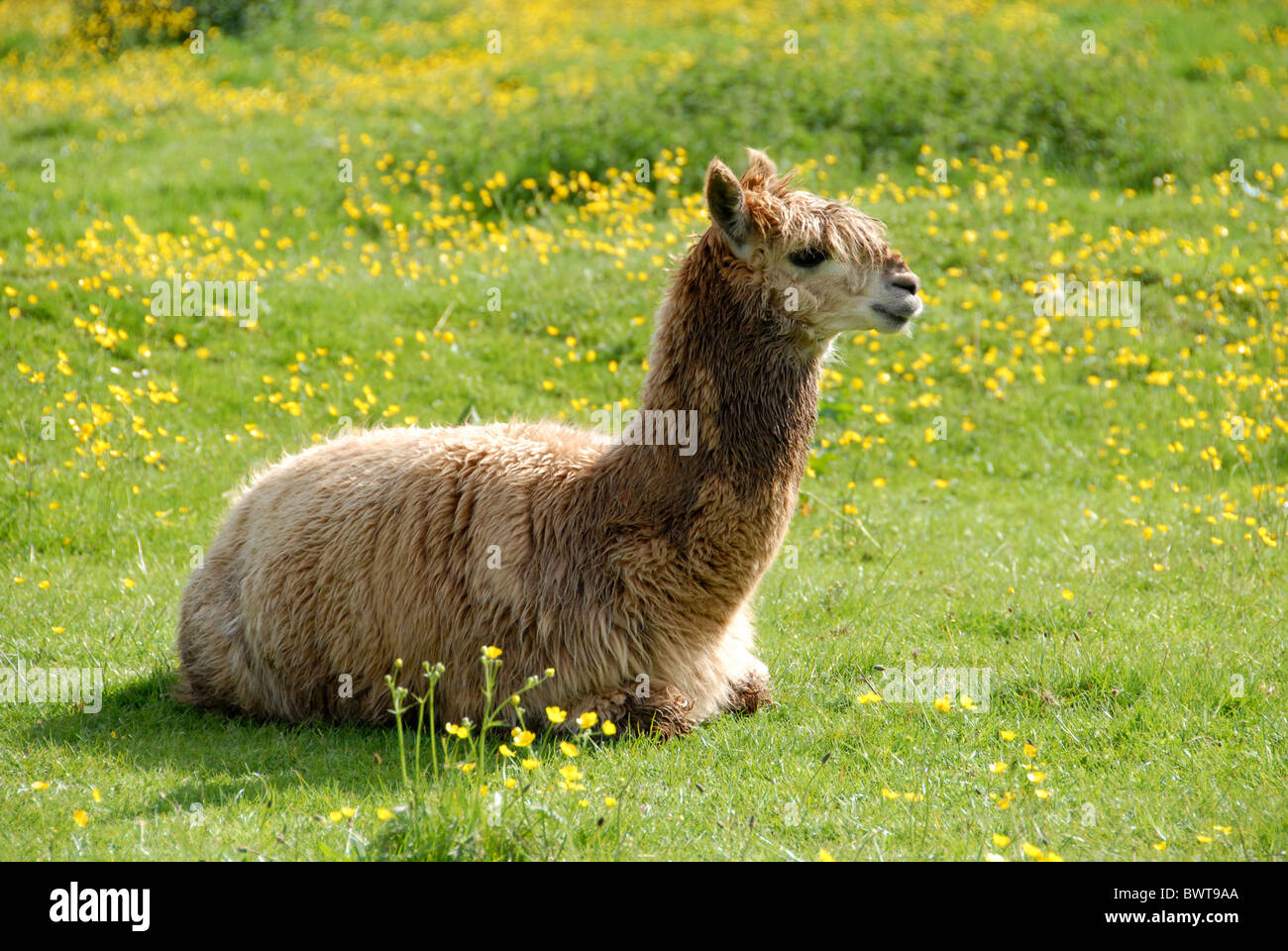 Aplaca grass hi-res stock photography and images - Alamy