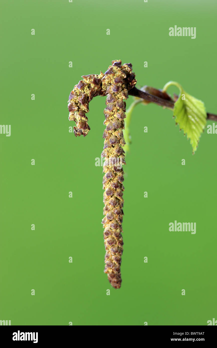 Common Alder Alnus glutinosa close-up catkins Stock Photo - Alamy