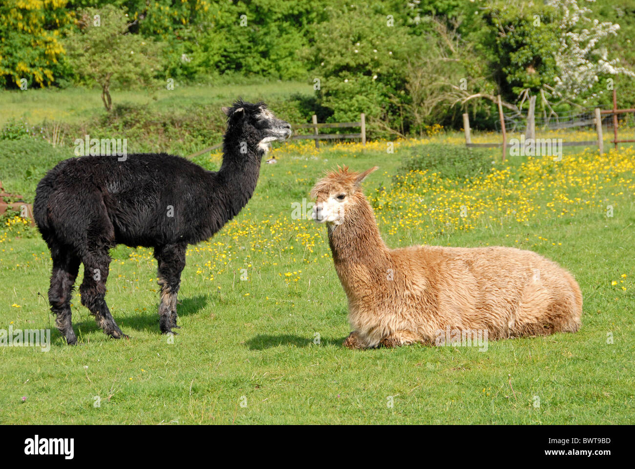 Alpaca animals domestic pets hi-res stock photography and images - Alamy