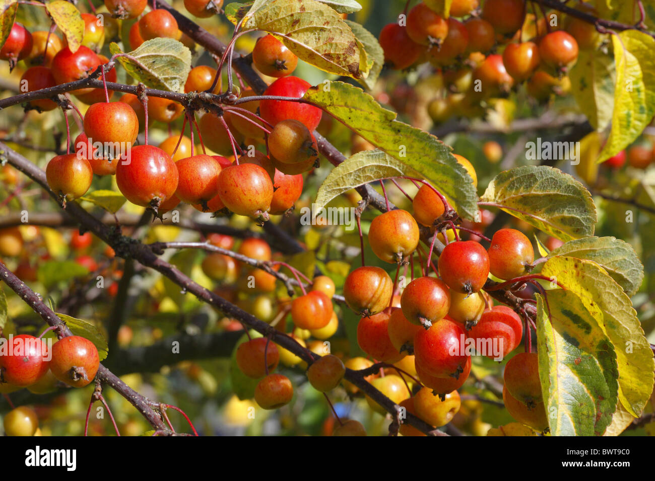 Cultivated Apple Malus fruit fruiting tree orchard variety varieties ...