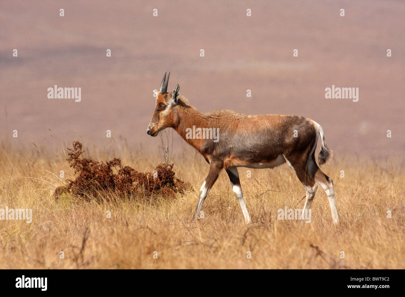 Blesbok damaliscus dorcas phillipsi hi-res stock photography and images ...