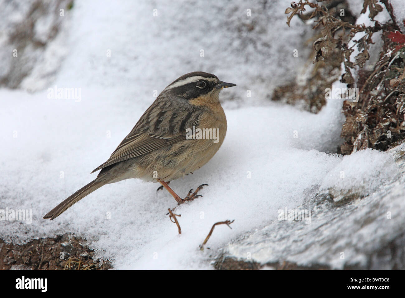 Prunella fulvescens hi-res stock photography and images - Alamy