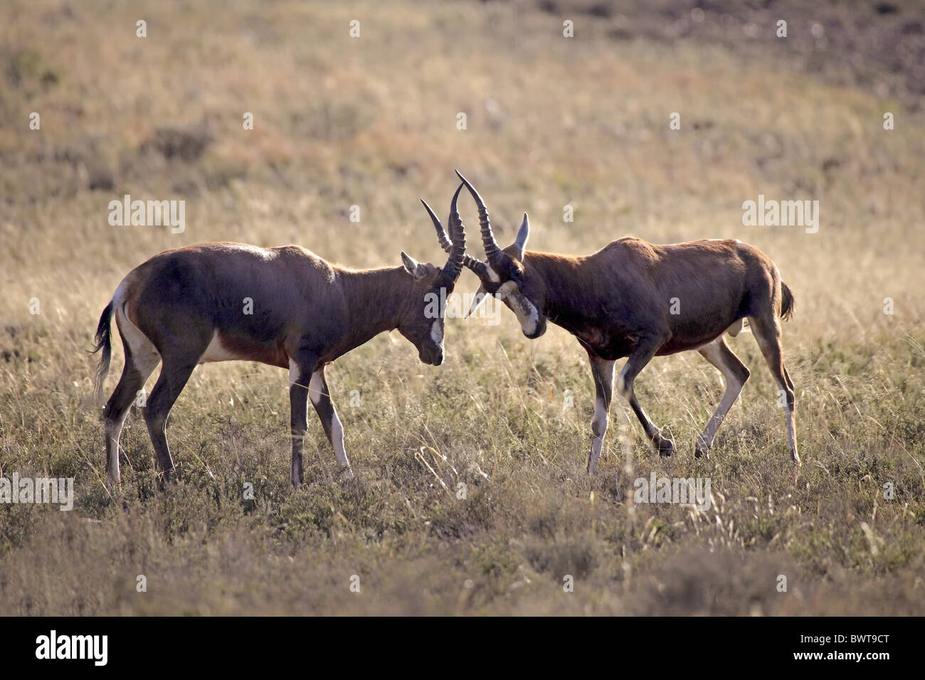 kaempfend - fighting maennlich - male antelope antelopes bovidae bovid ...