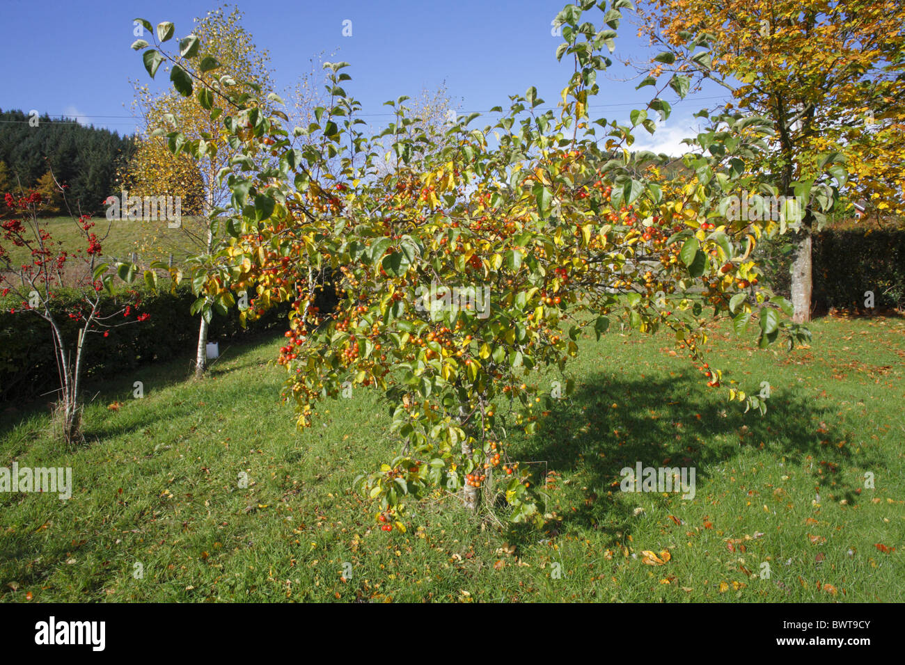 Cultivated Apple Malus fruit fruiting tree orchard variety varieties ...