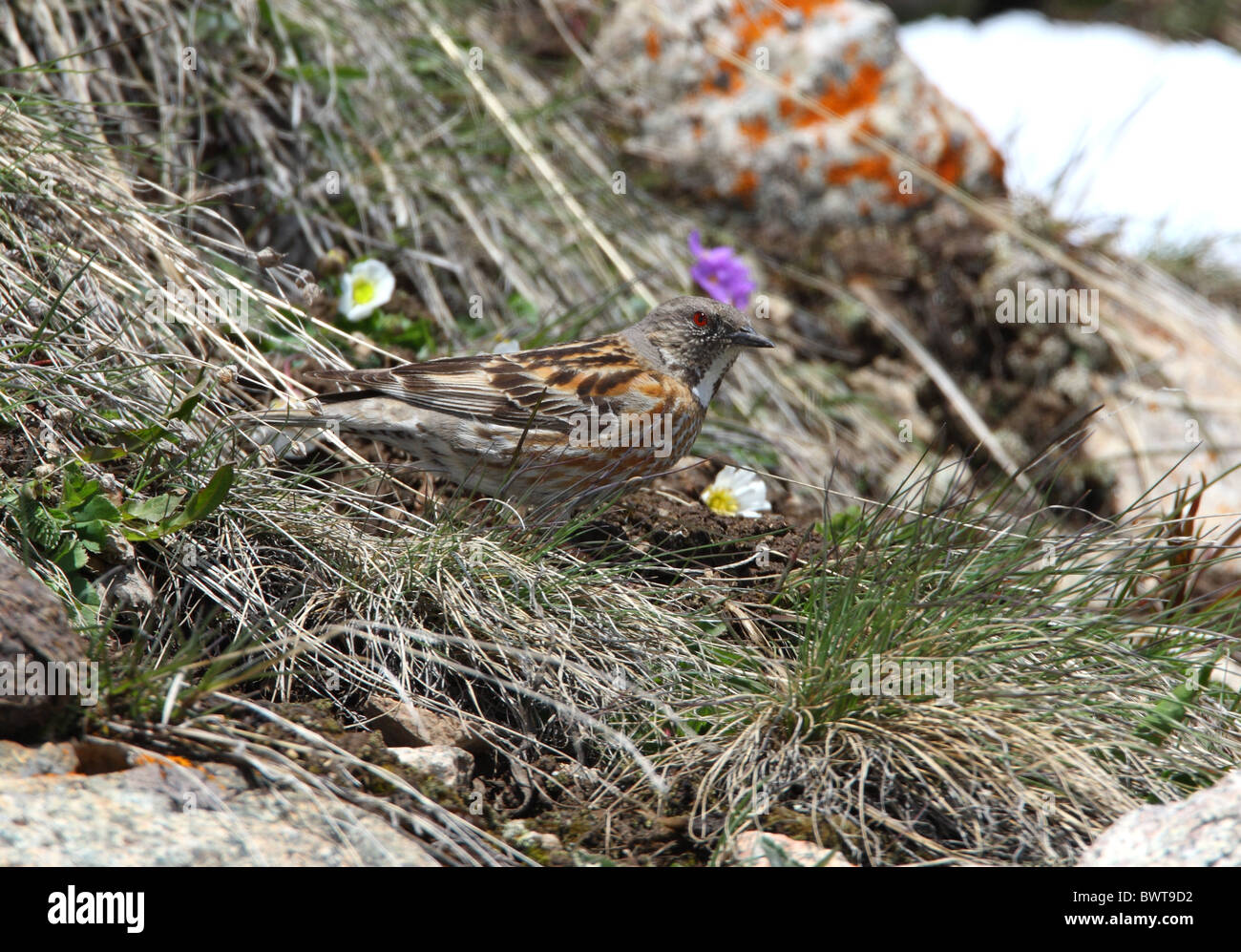 Prunella himalayana hi-res stock photography and images - Alamy