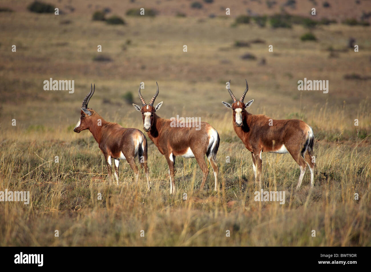 Bontebok group hi-res stock photography and images - Alamy