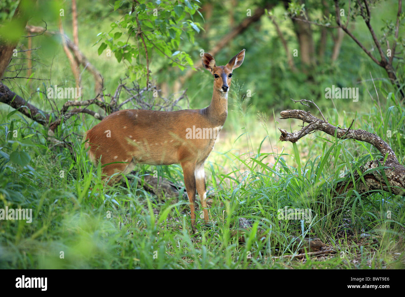 weiblich - female antelope antelopes bovidae bovid bovids herbivore ...