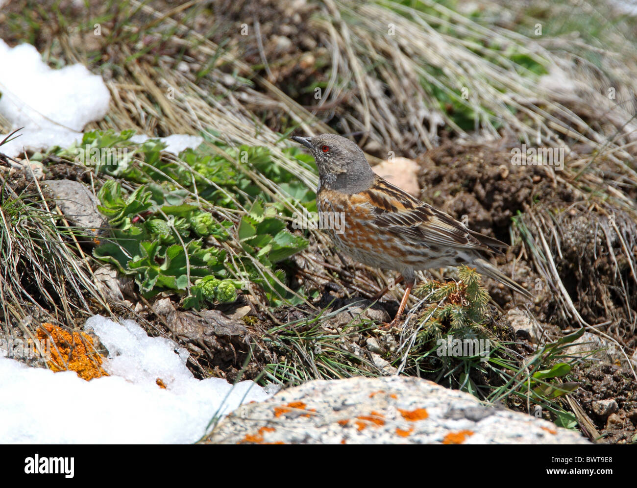Altai Accentor (Prunella himalayana) adult, standing on slope at snow ...