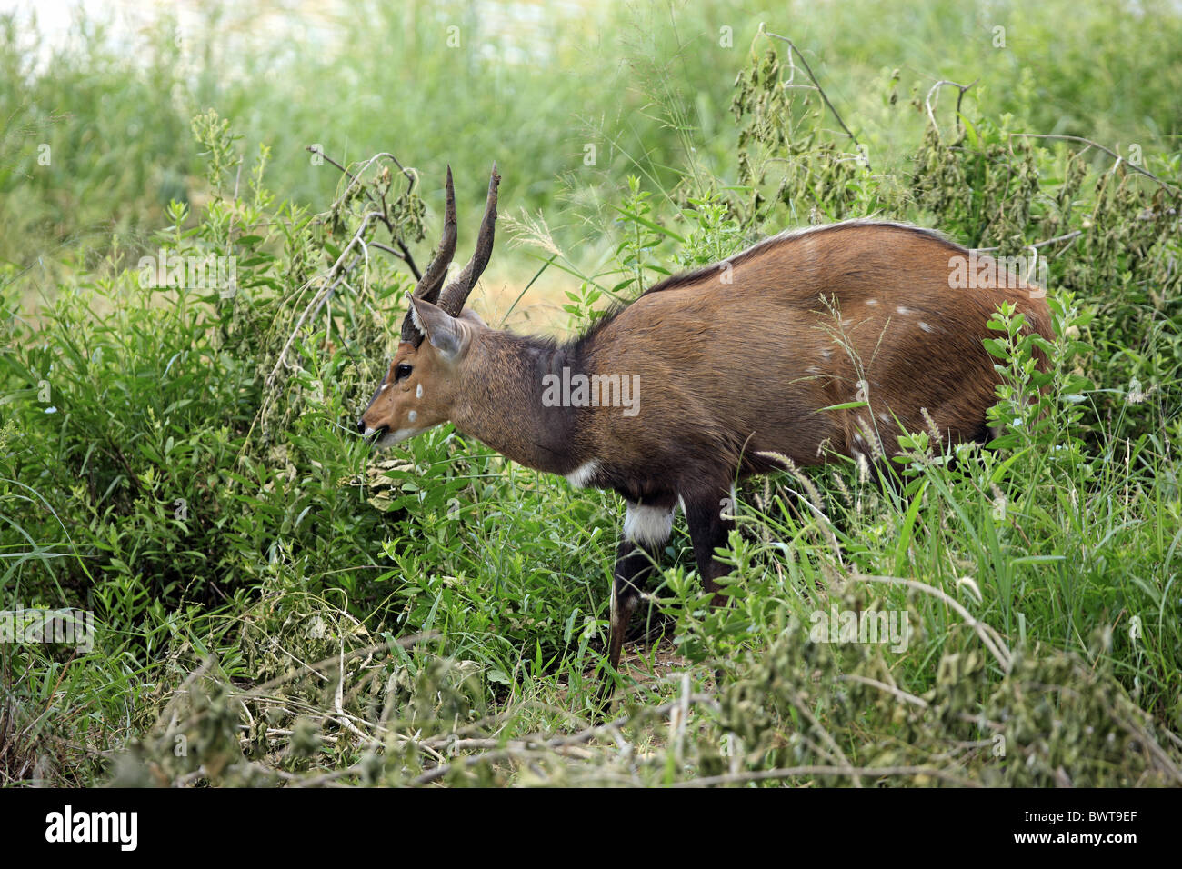 Jungtier - young antelope antelopes bovidae bovid bovids herbivore ...