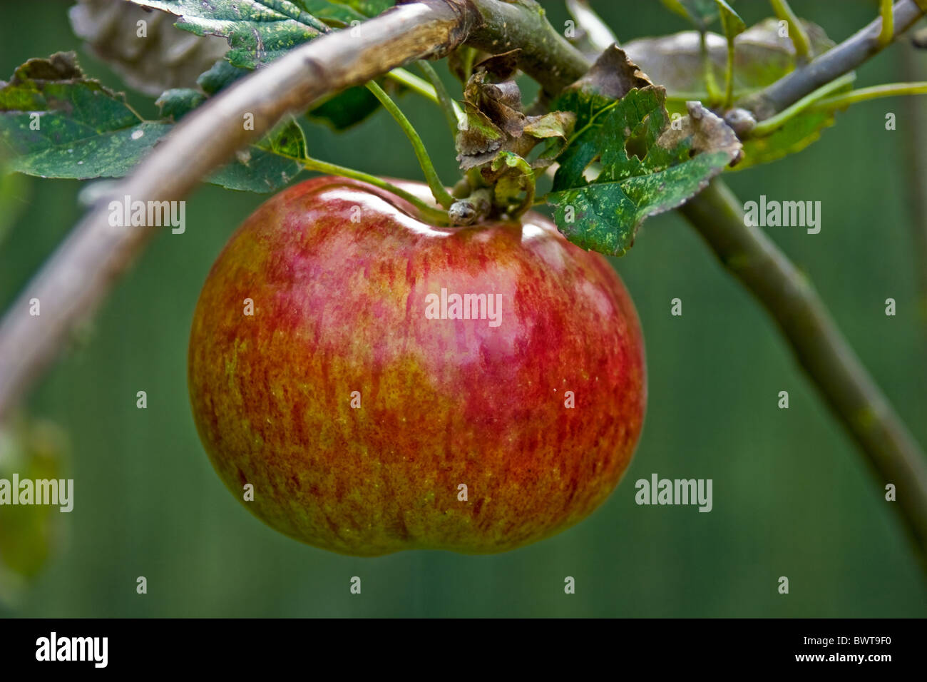 Apple james grieve tree hi-res stock photography and images - Alamy