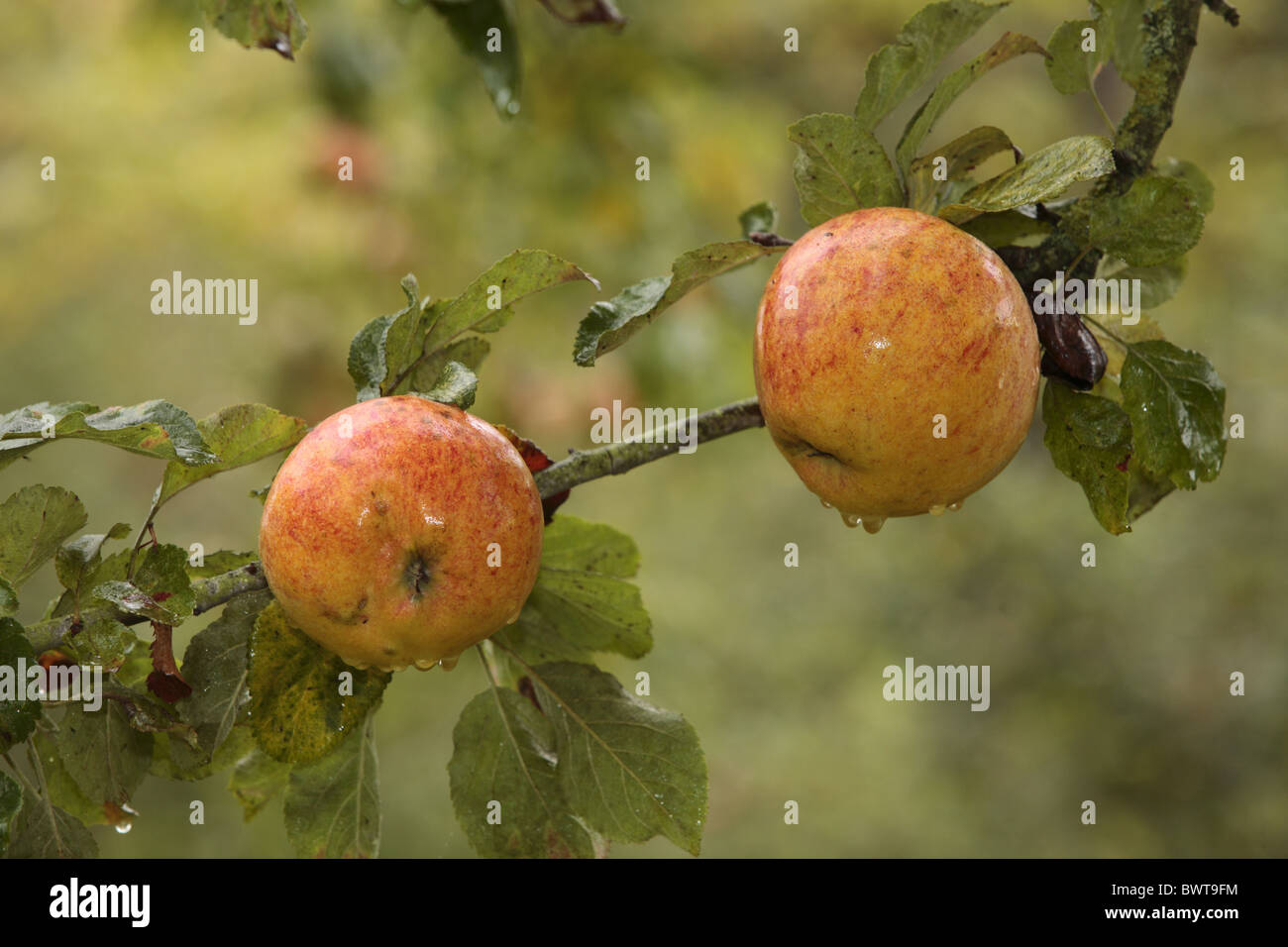 Cultivated Apple Malus domestica fruit fruiting tree orchard variety ...