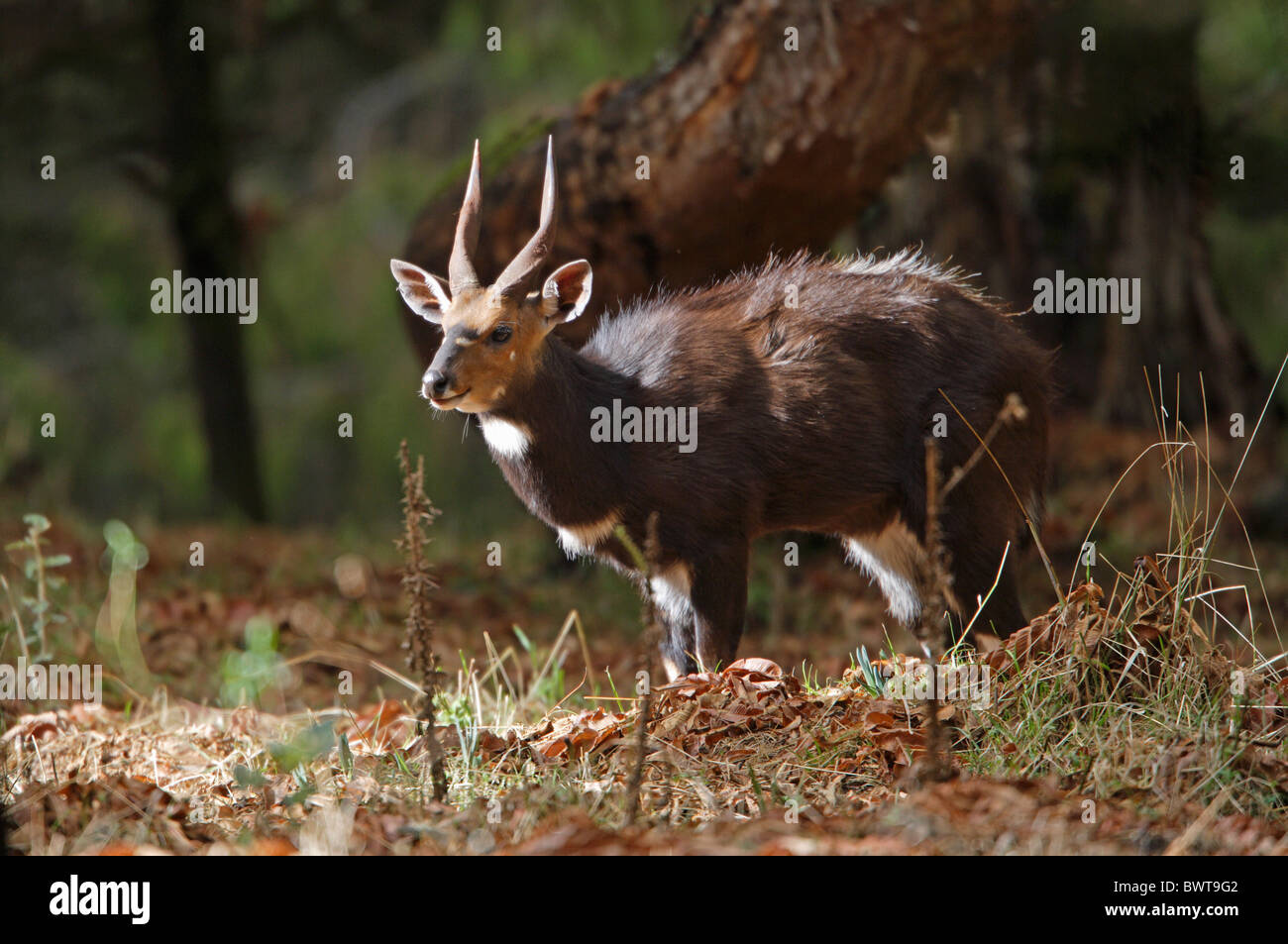 Arusi bushbuck hi-res stock photography and images - Alamy