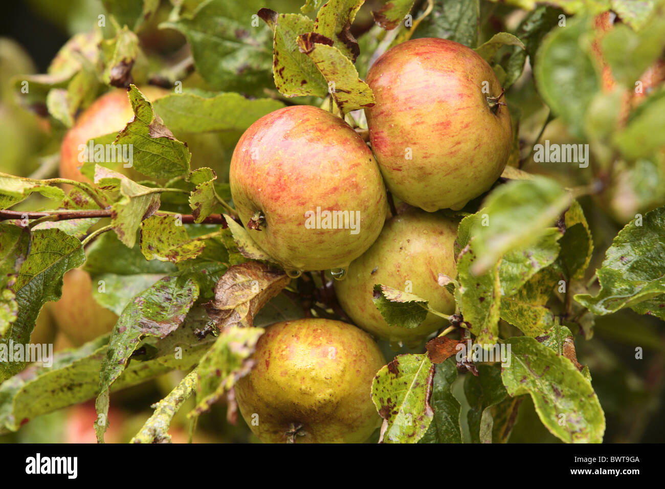Pixie apple tree hi-res stock photography and images - Alamy