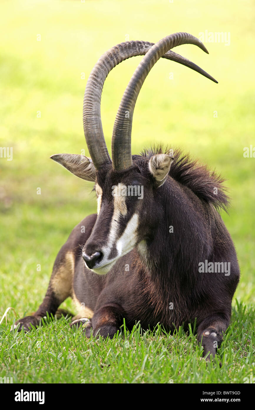 maennlich - male Portrait - close up ruhend - resting antelope ...