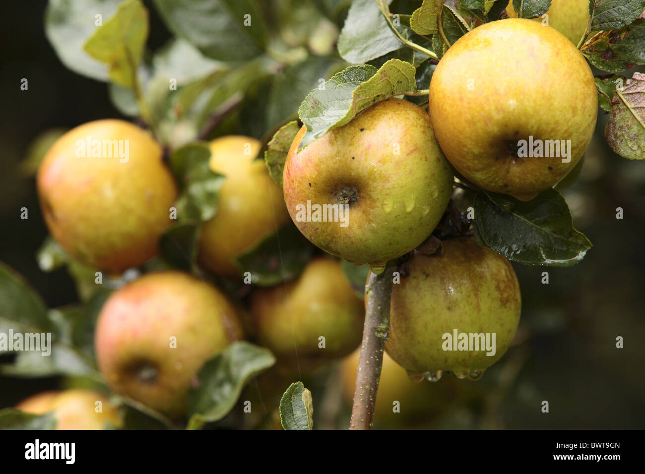 Cultivated Apple Malus domestica fruit fruiting tree orchard variety ...