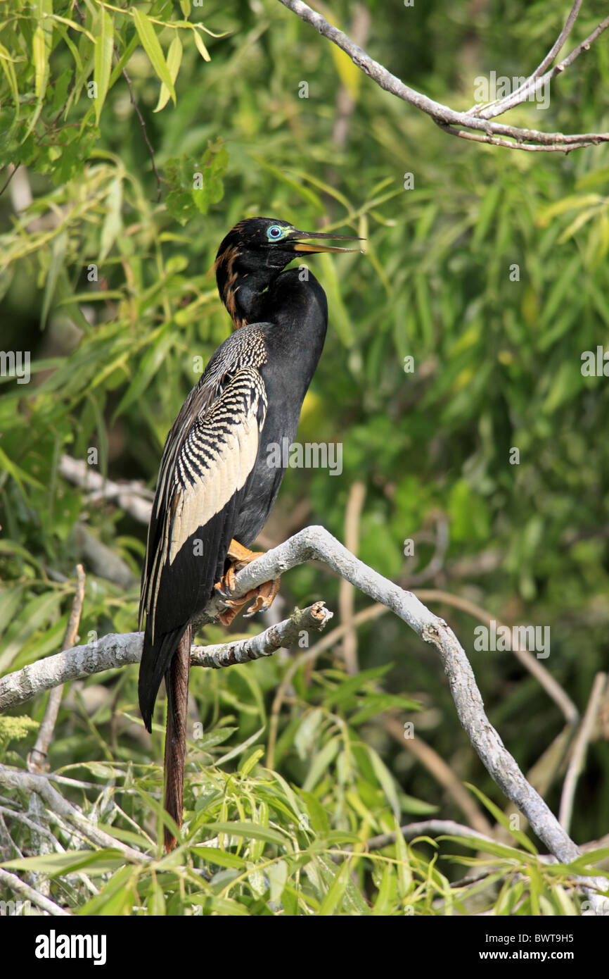 Anhinga anhingas florida hi-res stock photography and images - Alamy
