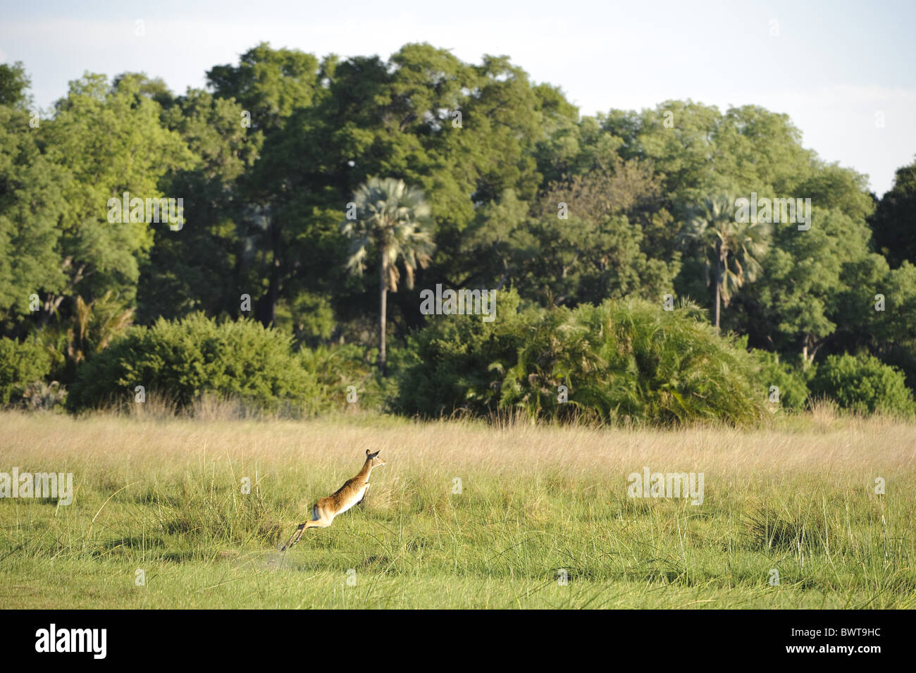 baby botswana chiefs delta grass island jumping lechwe okavango ...